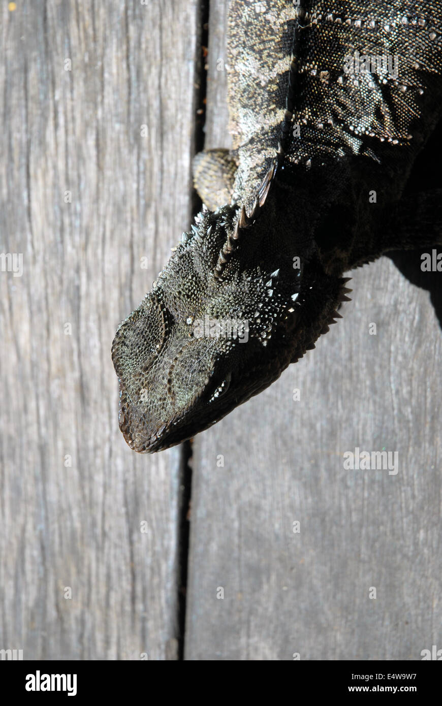 Water dragon (lizard) in Gold Coast hinterland, Queensland, Australia ...