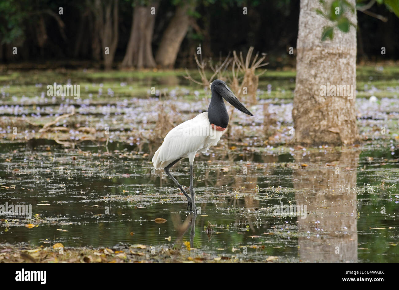 Mutum river hi-res stock photography and images - Alamy