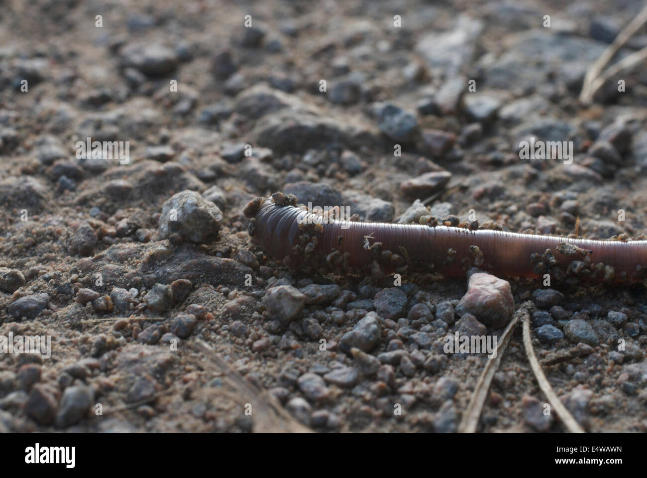 Photograph of a worm, crawling across a foot path Stock Photo - Alamy