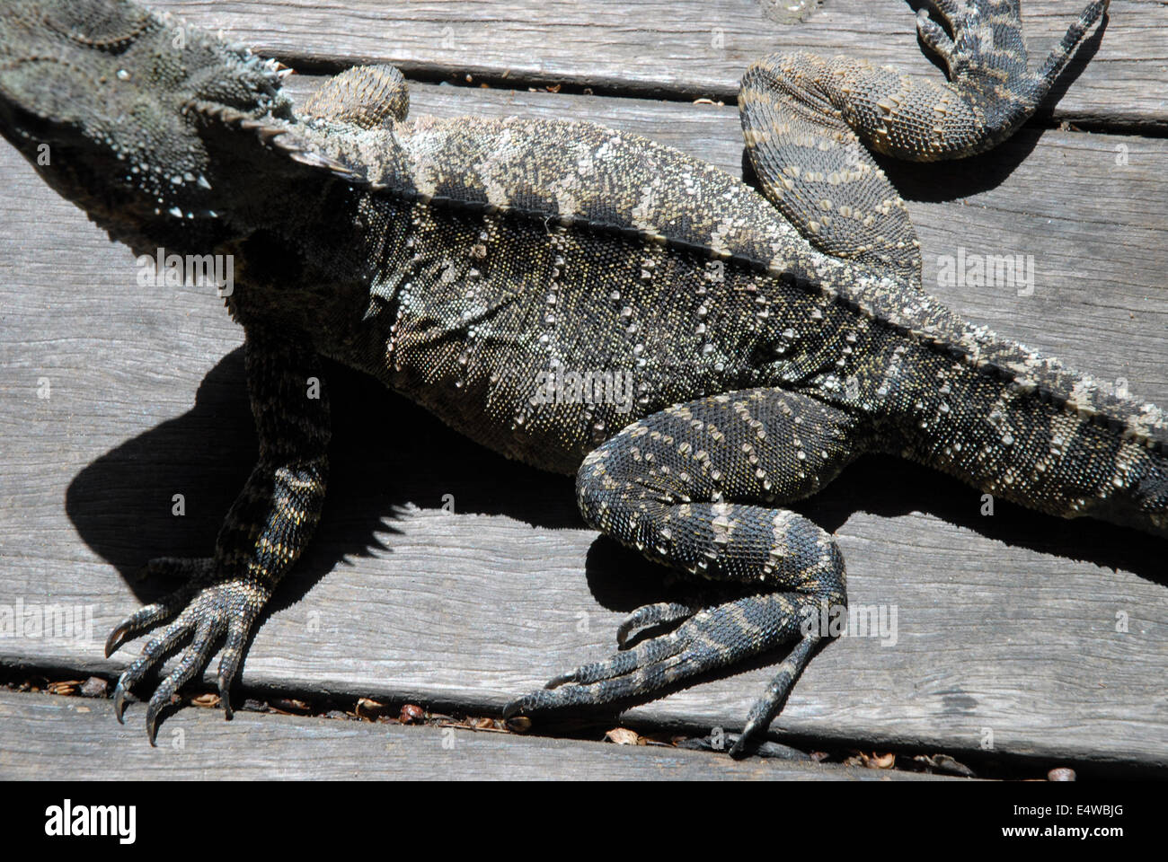 Water dragon (lizard) in Gold Coast hinterland, Queensland, Australia ...