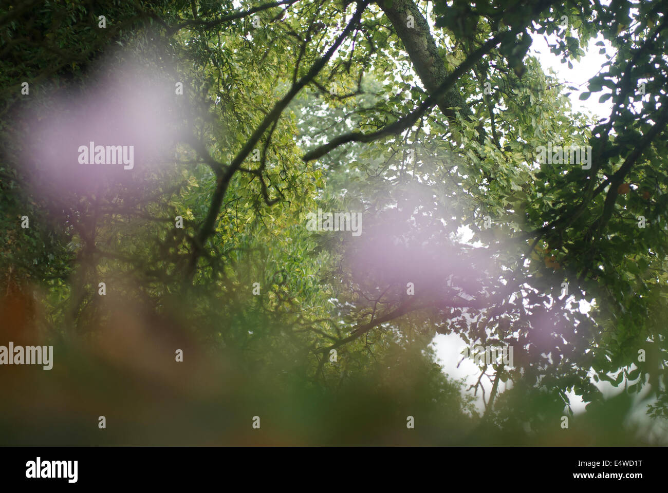 Photograph of small light purple flower below a tree Stock Photo - Alamy