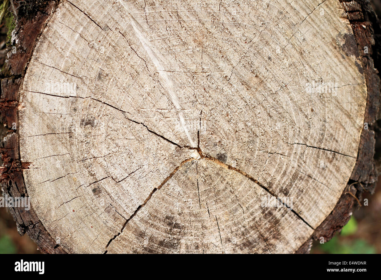Big wood cut for table Stock Photo - Alamy