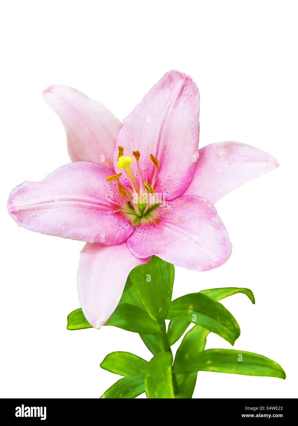 royal lily flower Stock Photo - Alamy
