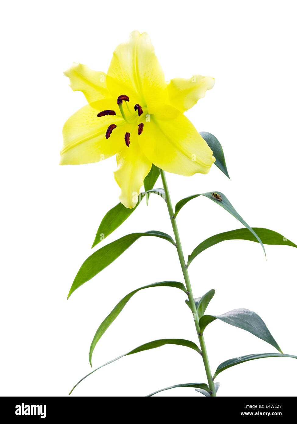 royal lily flower Stock Photo - Alamy
