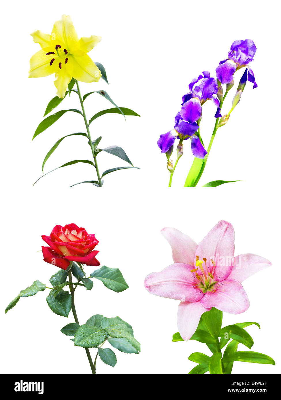 set of four different flowers Stock Photo - Alamy