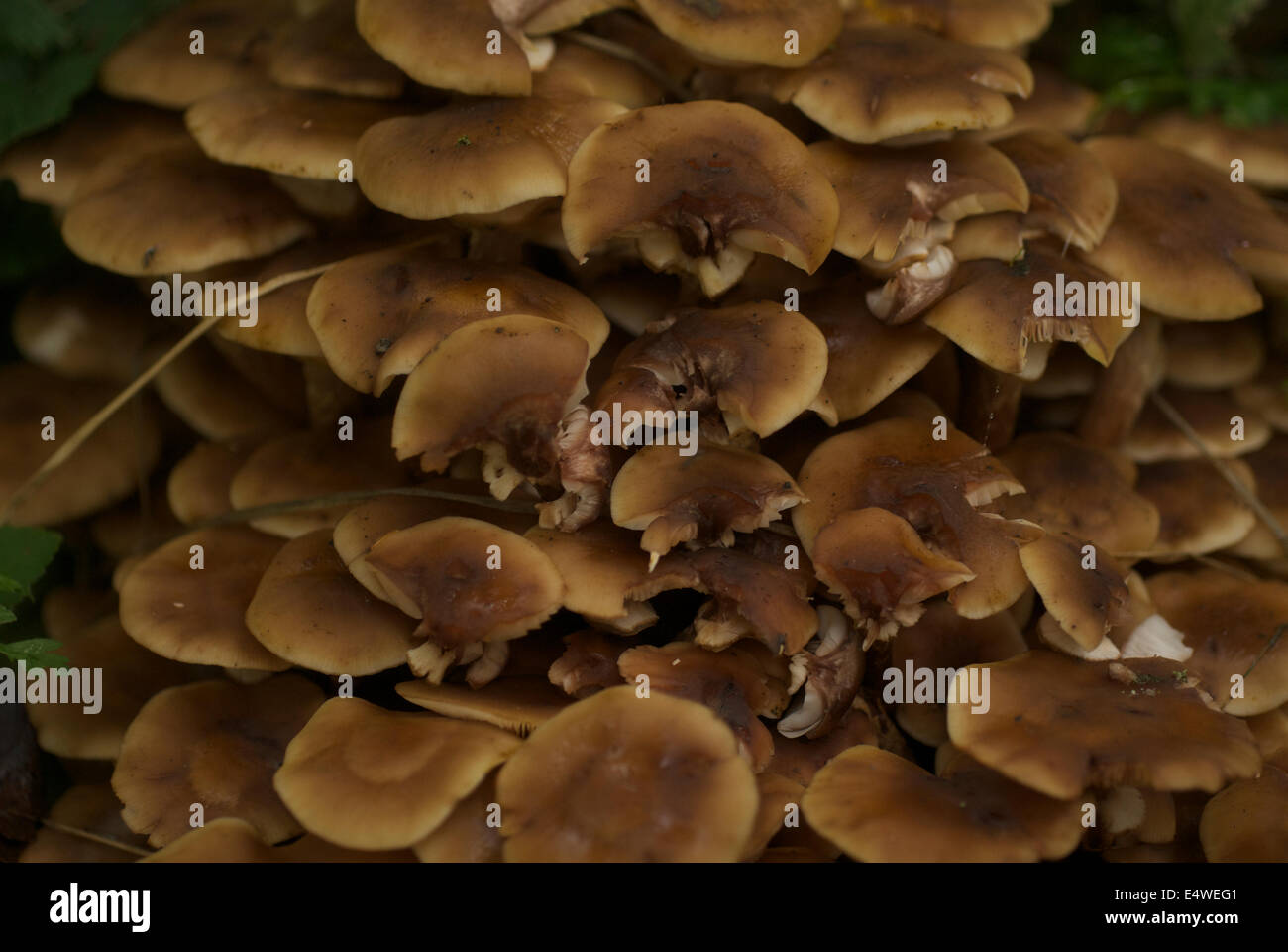 British wild fungi hi-res stock photography and images - Alamy