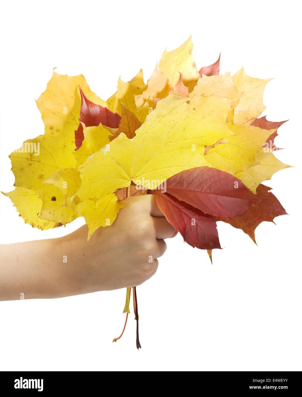 Autumn frame in circle hi-res stock photography and images - Alamy