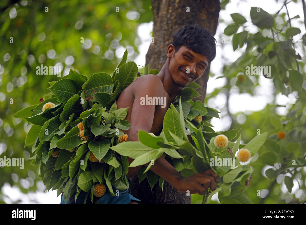 Kodom flower bangladesh hi-res stock photography and images - Alamy