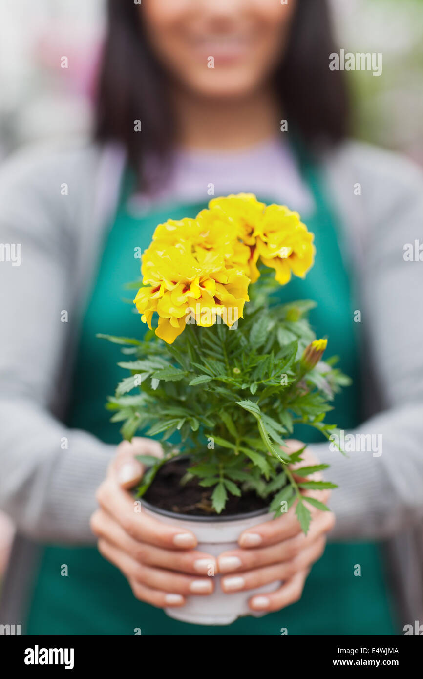 Presenting a flower hi-res stock photography and images - Alamy