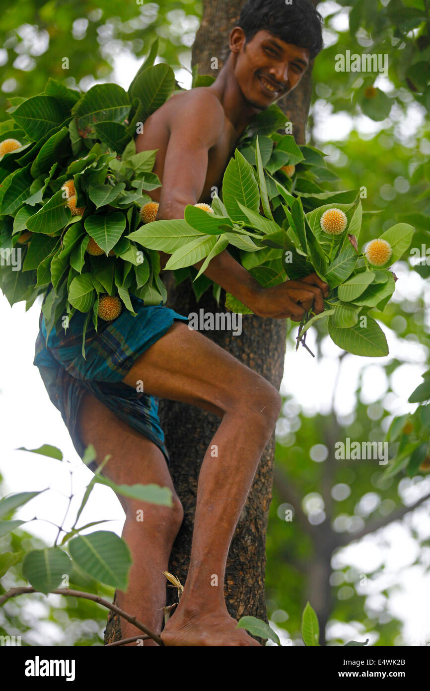A street hawker collect kodom flower Binomial name Neolamarckia cadamba ...