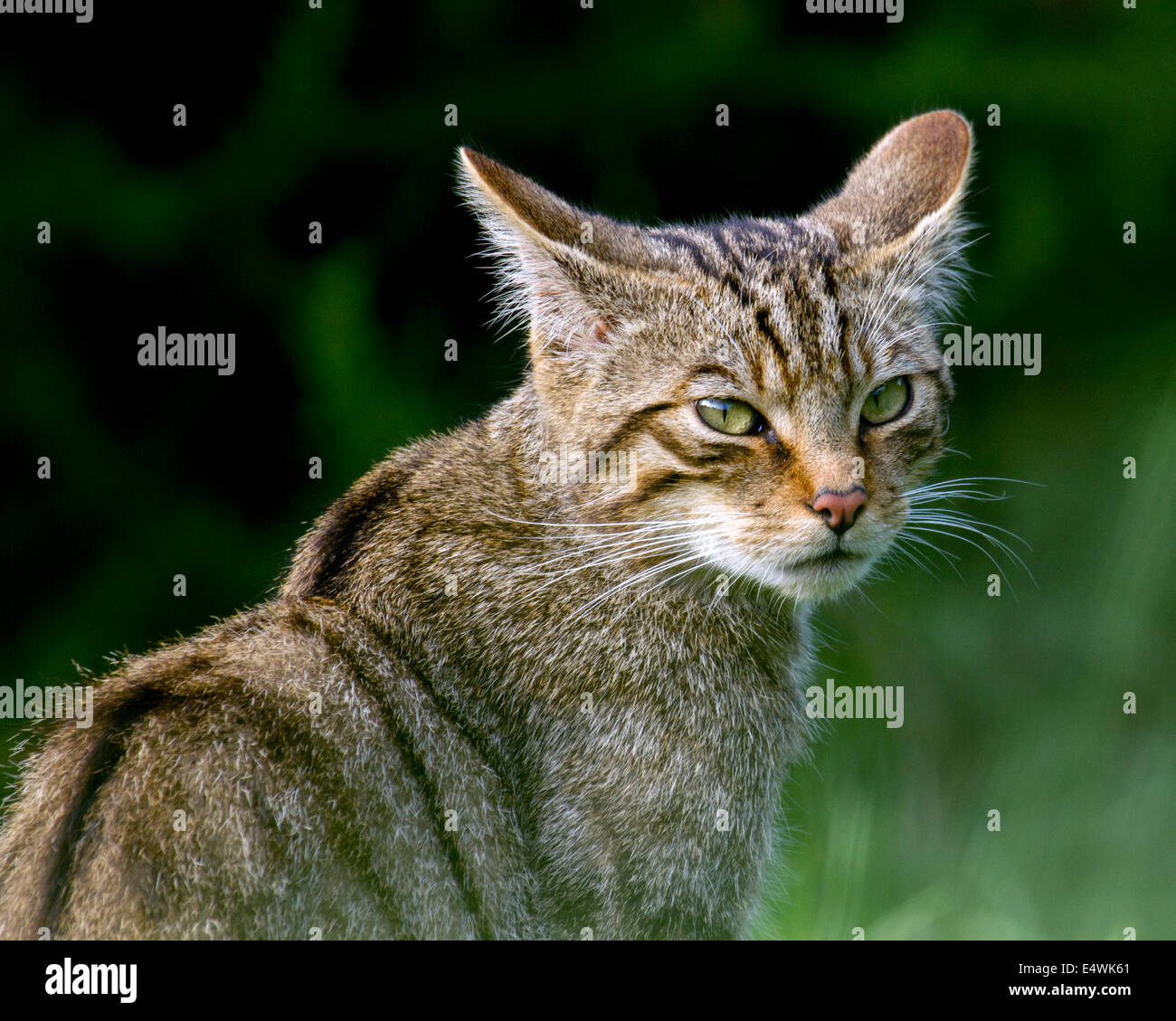 Scottish wildcat (Felis silvestris silvestris): a small cat threatened ...