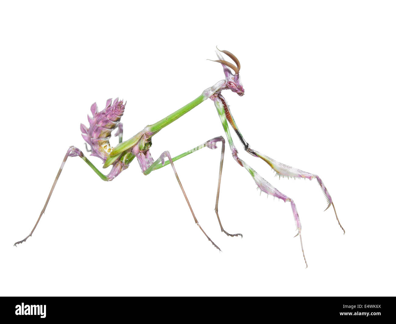 Dangerous predator mantis insect catches prey with long spiked forelegs ...