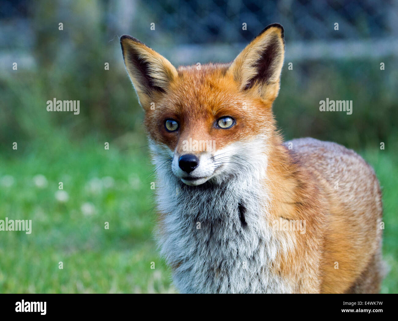 European red fox (Vulpes vulpes): the largest of the true foxes Stock ...