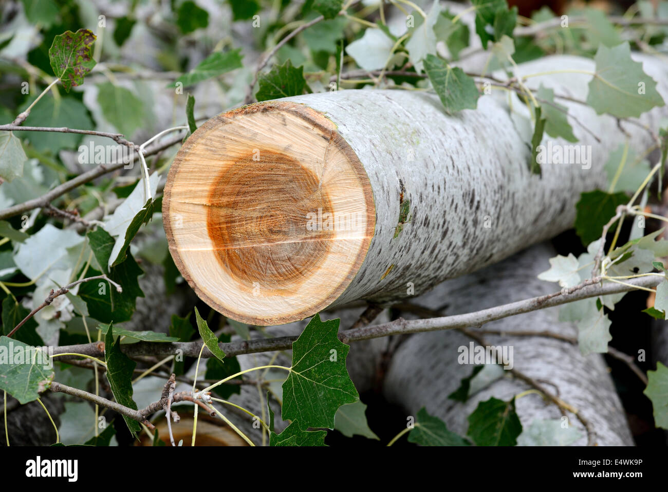 beech trunk with power saw cut Stock Photo - Alamy