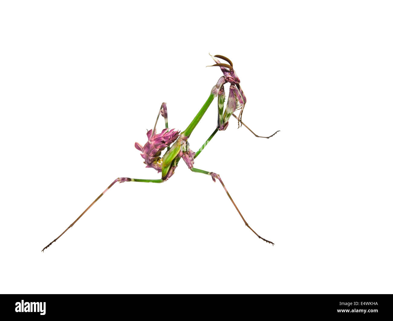 Praying mantis alien insect hi-res stock photography and images - Alamy