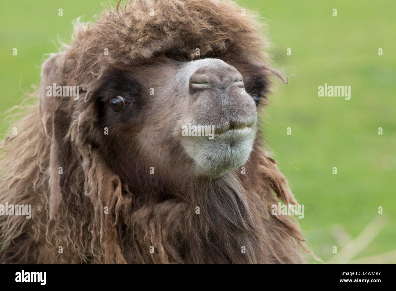 Head of Bactrian camel Camelus bactrianus Highland Wildlife Park ...