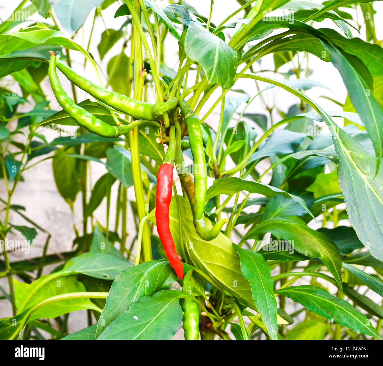 Mature pepper hi-res stock photography and images - Alamy