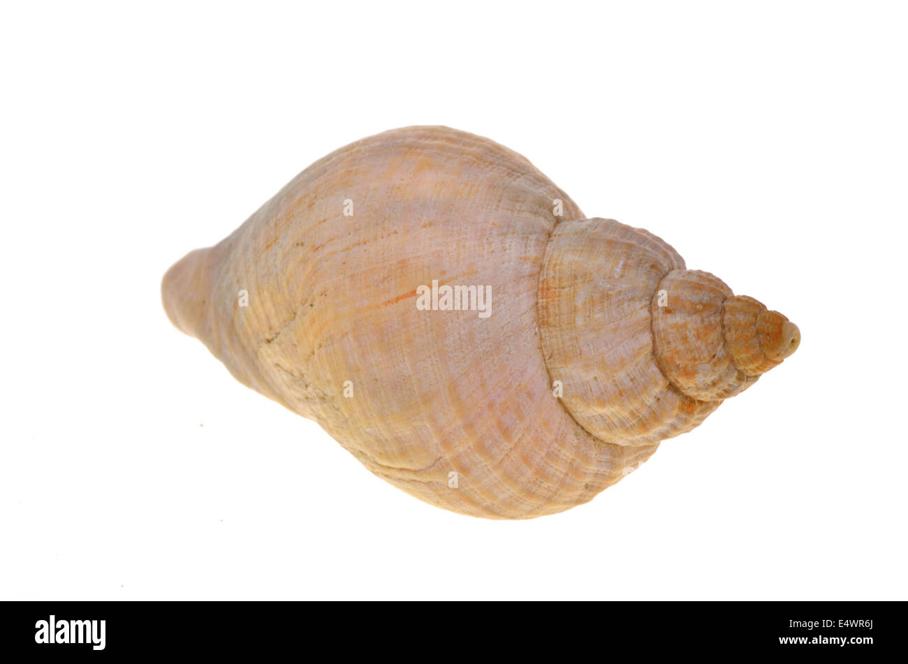 Cone shell pattern hi-res stock photography and images - Alamy