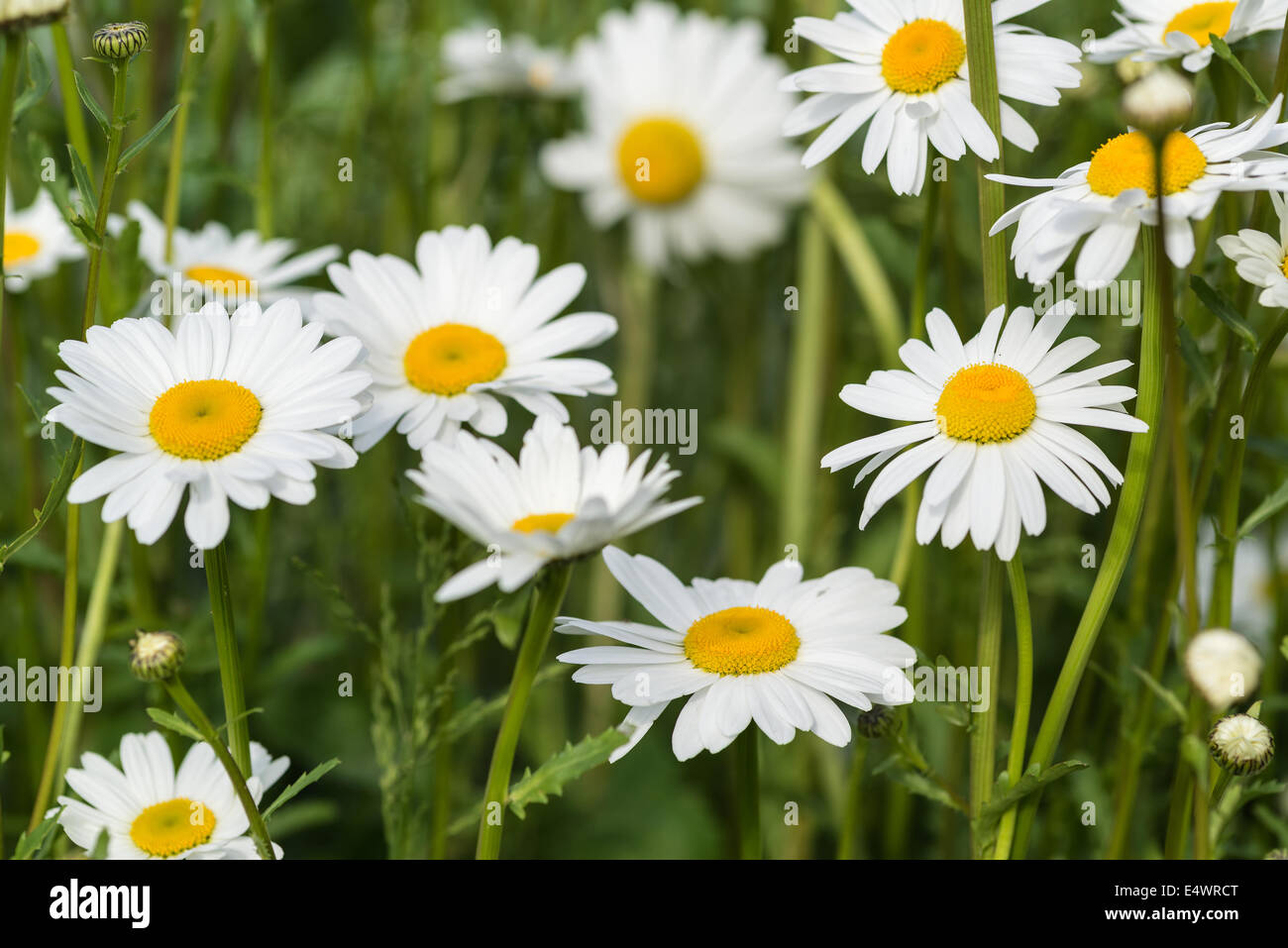 Macro image of wild daisy flowers in wildflower meadow landscape Stock ...