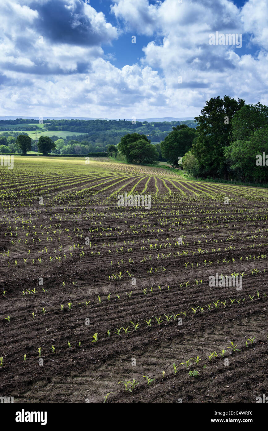 Landscape image of agricultural farm field with new planted crops in ...