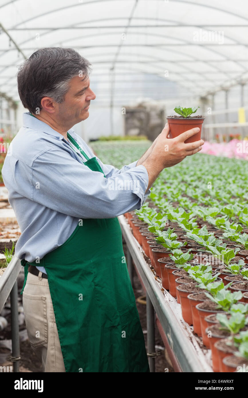 Gardener looking at plant Stock Photo - Alamy