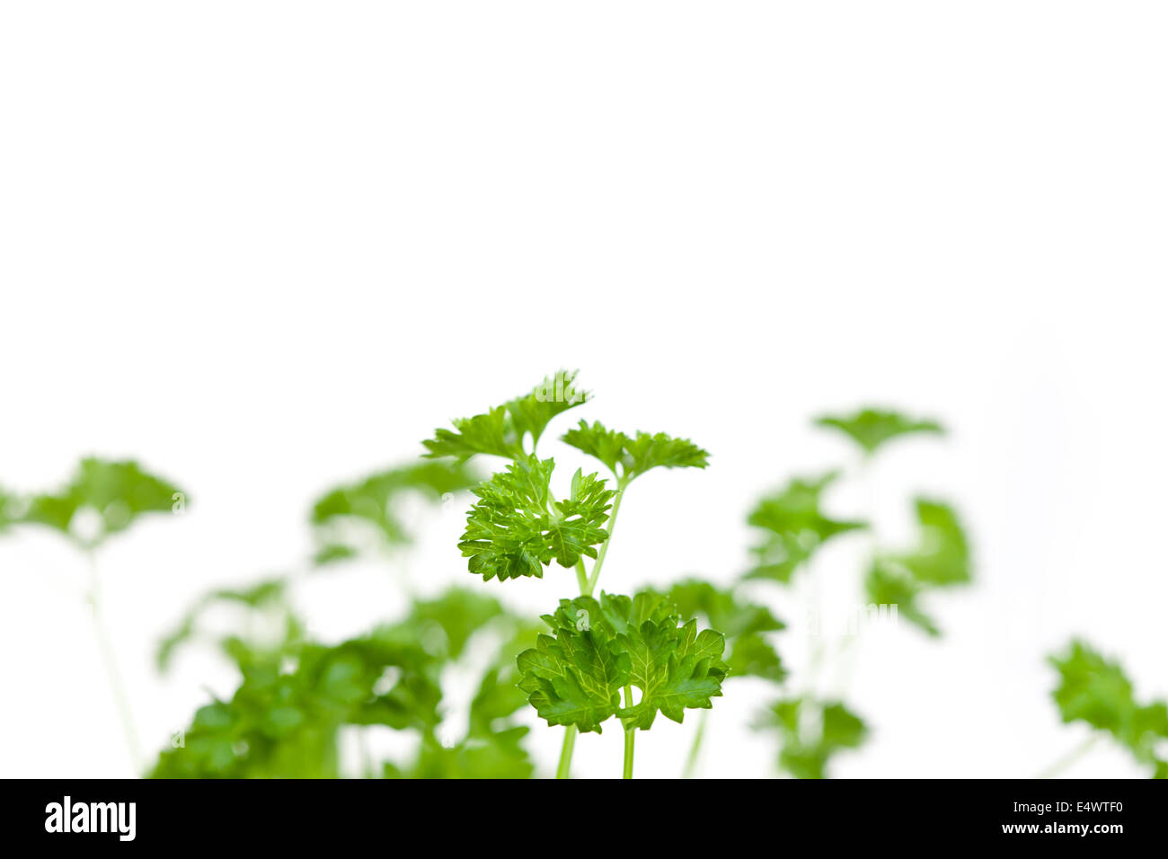 Chervil horizontal hi-res stock photography and images - Alamy