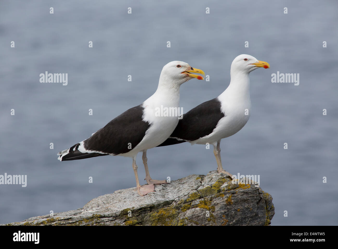 Pair of Greater black-backed gulls Larus marinus Arnol RSPB Reserve ...