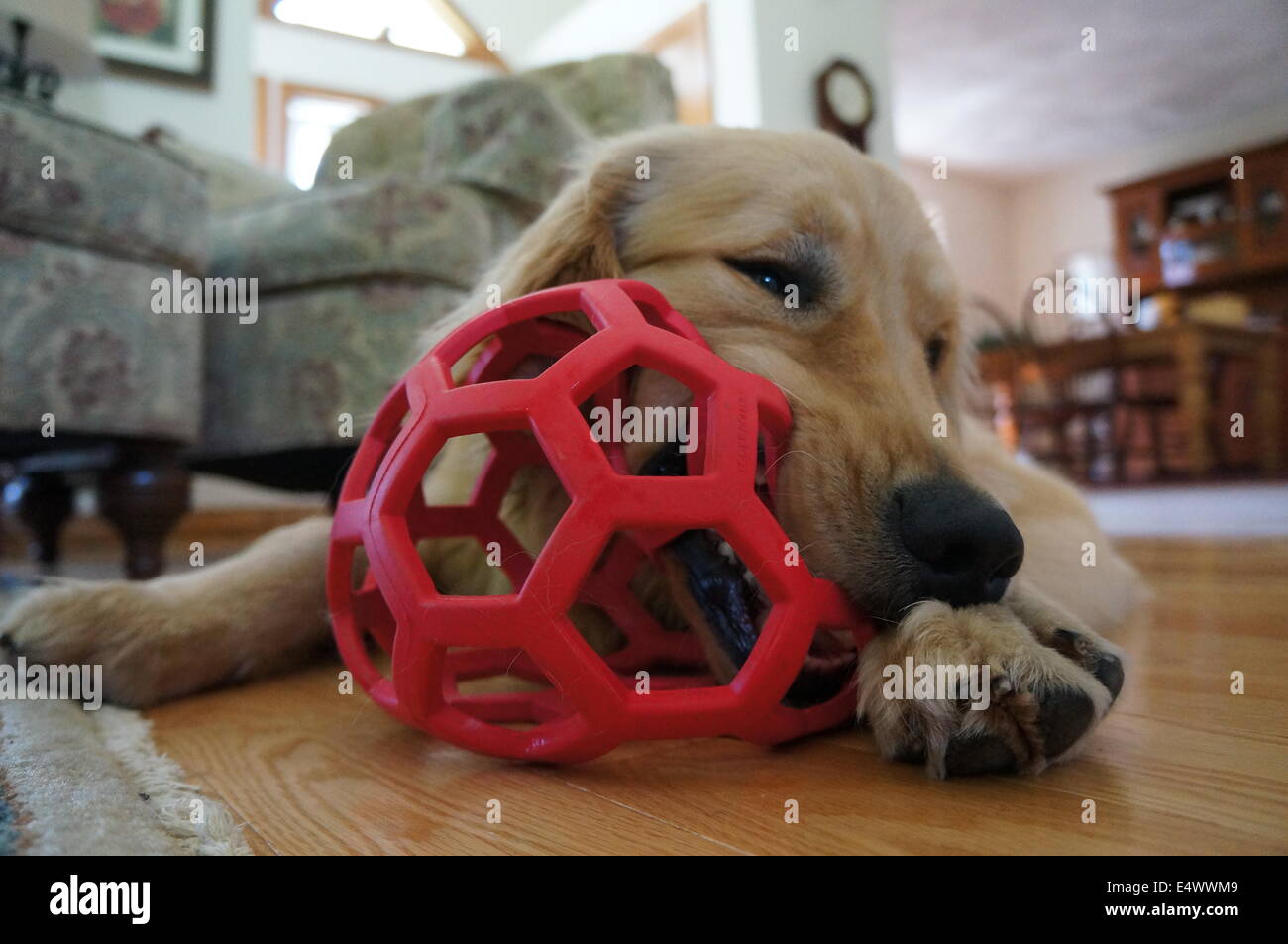 A dog and his toy Stock Photo - Alamy