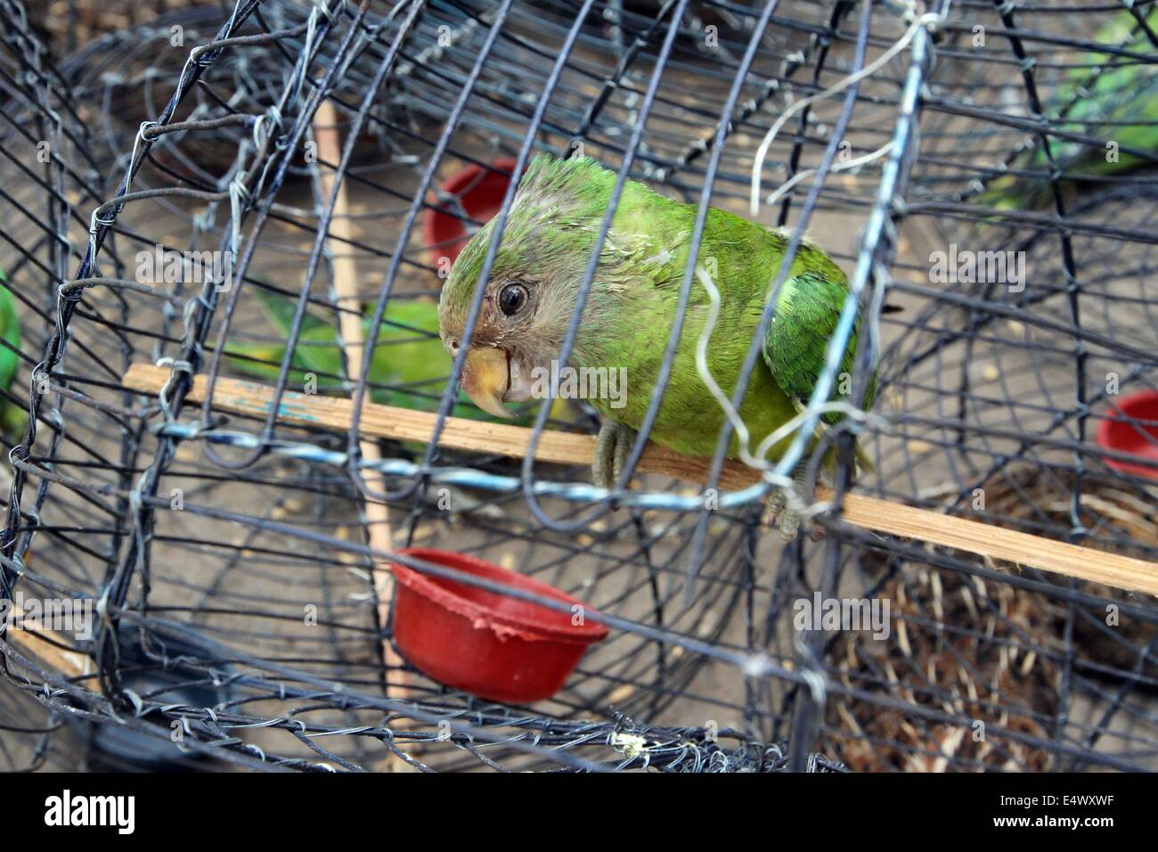 A mobile Vendors sell Wild bird “parrots” and others Wild birds in the ...