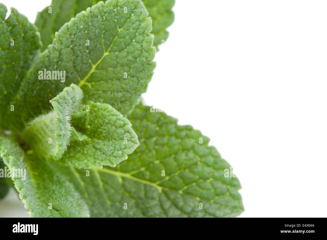 Extreme close up of mint Stock Photo - Alamy