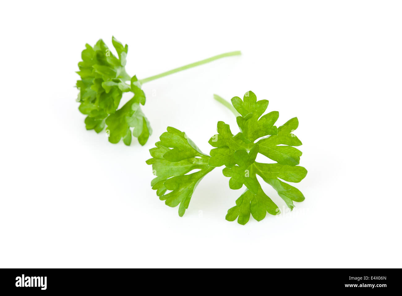 Two chervil sprigs Stock Photo - Alamy