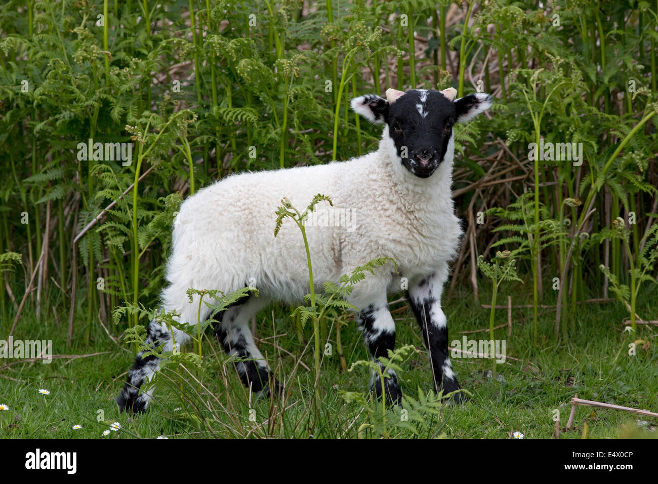 Black faced lamb Isle of Mull Scotland Stock Photo - Alamy