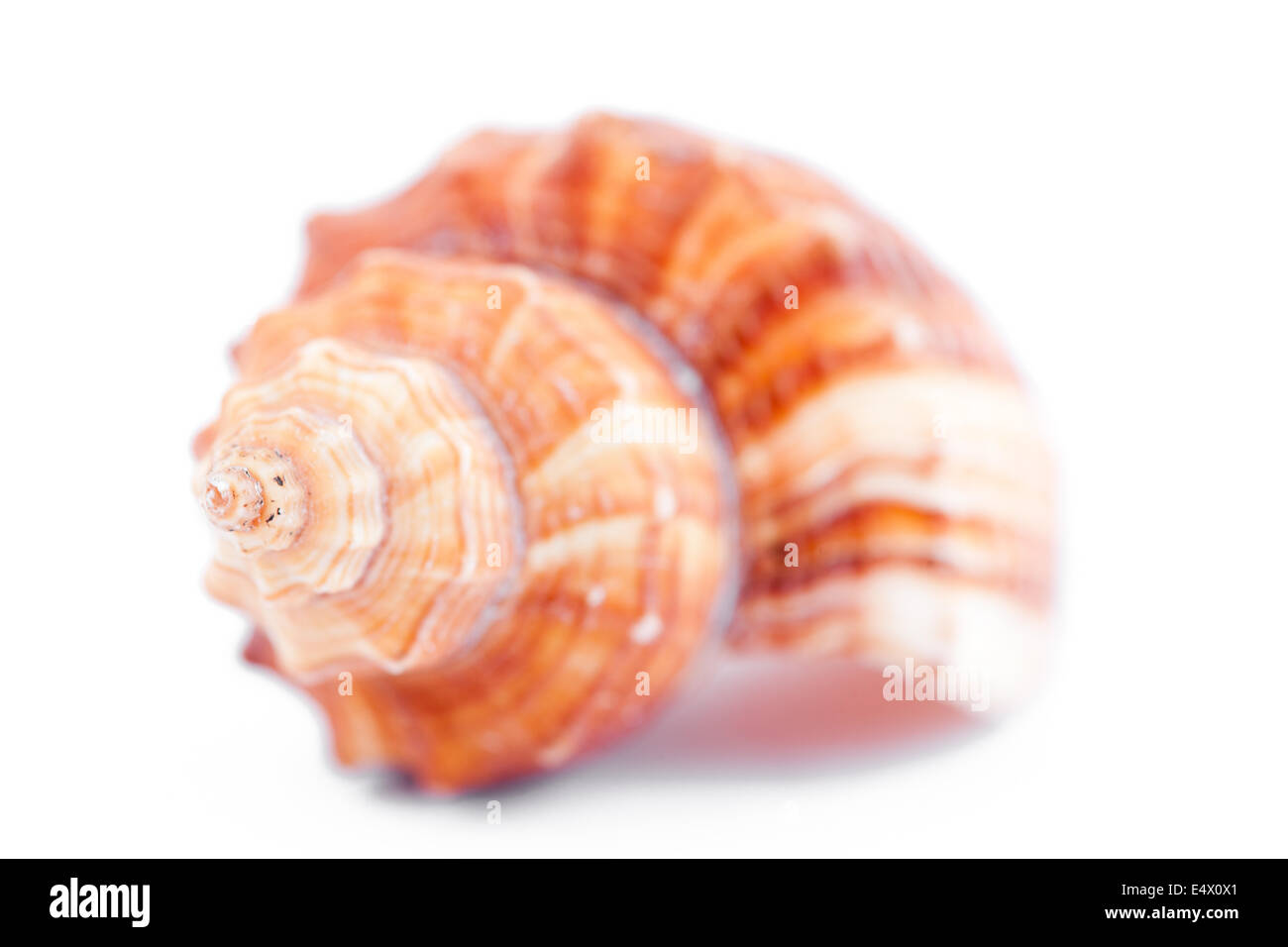 Close up of a shellfish Stock Photo - Alamy