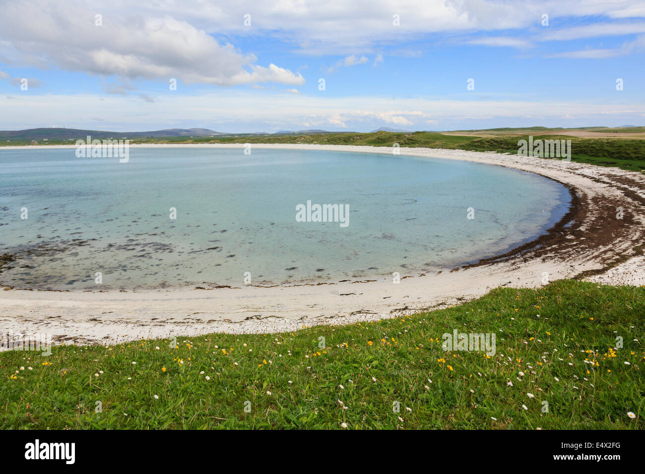 Machair grassland flowers by Traigh nam Faoghailean beach at Balranald ...