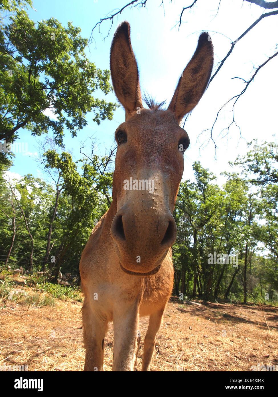 cute and funny donkey on the farm Stock Photo - Alamy