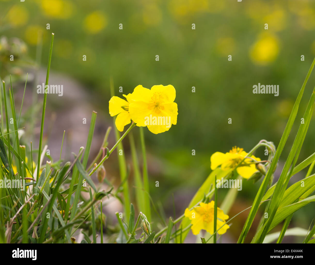 Common Rockrose - Helianthemum nummularium Stock Photo - Alamy