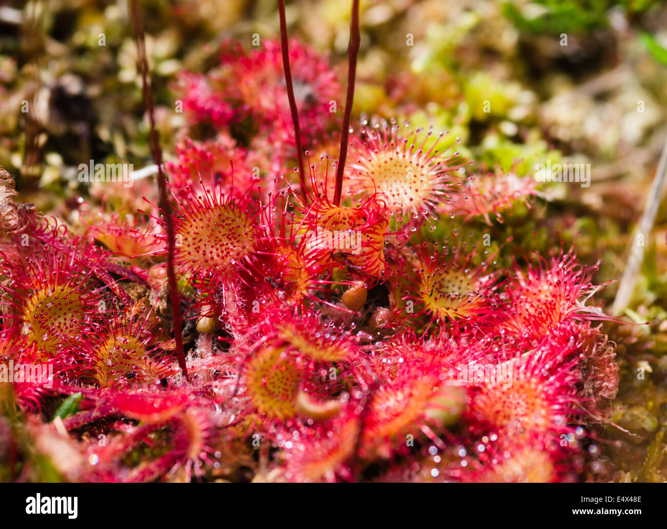 Round leaved Sundew - Drosera rotundifolia Stock Photo - Alamy