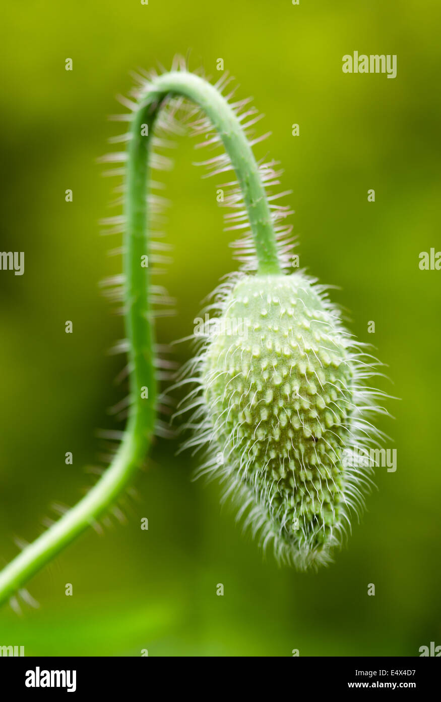 Poppy bud of Shirley poppy Stock Photo - Alamy