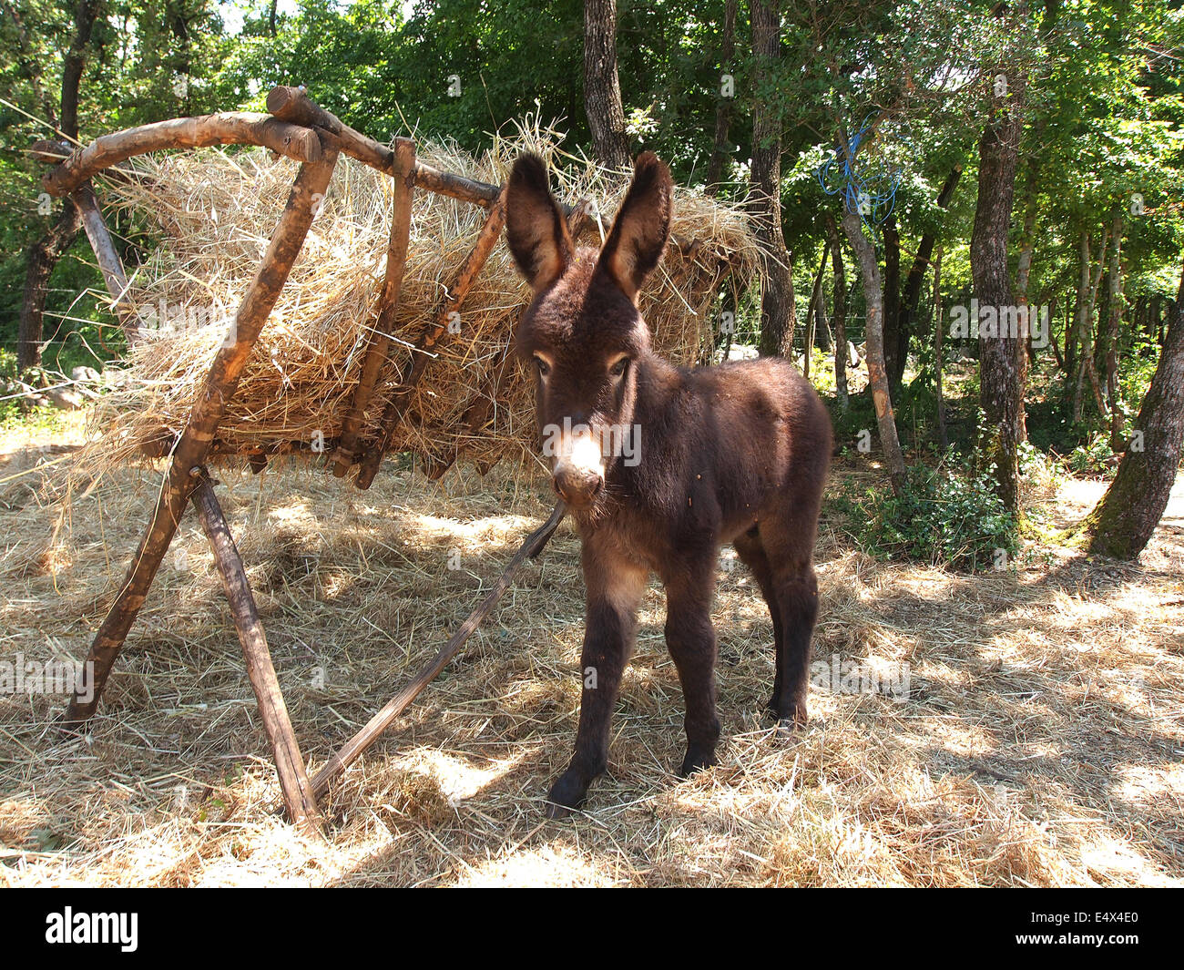 young cute and funny donkey on the farm Stock Photo - Alamy