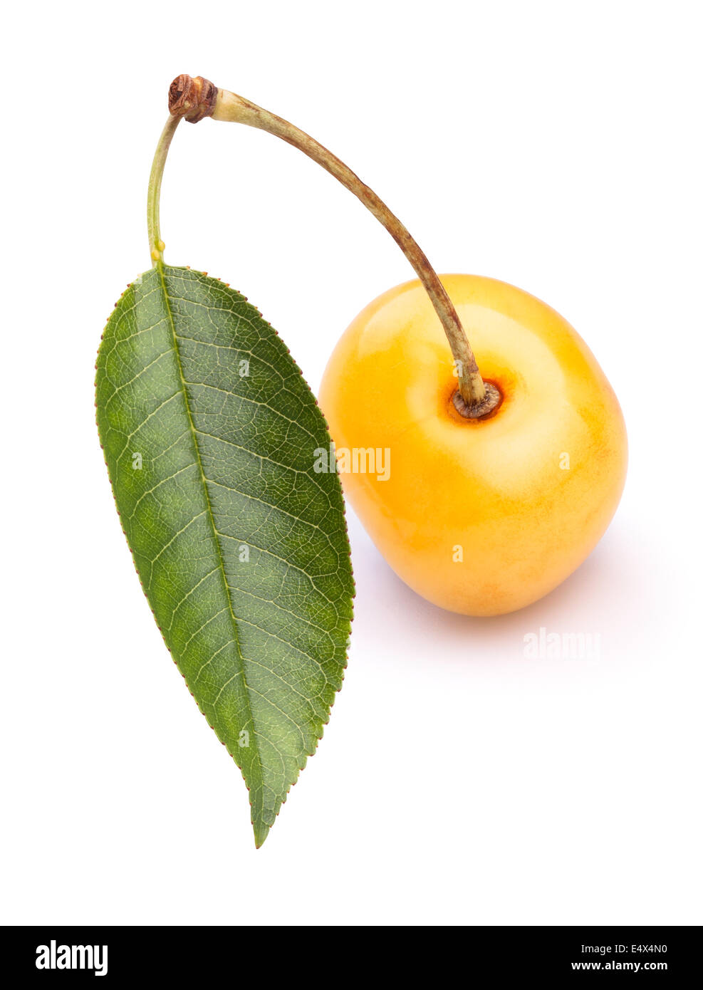 Yellow cherries and green leaves hi-res stock photography and images ...