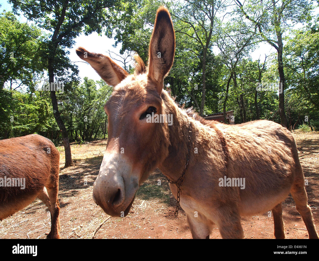 Funny donkey hi-res stock photography and images - Alamy