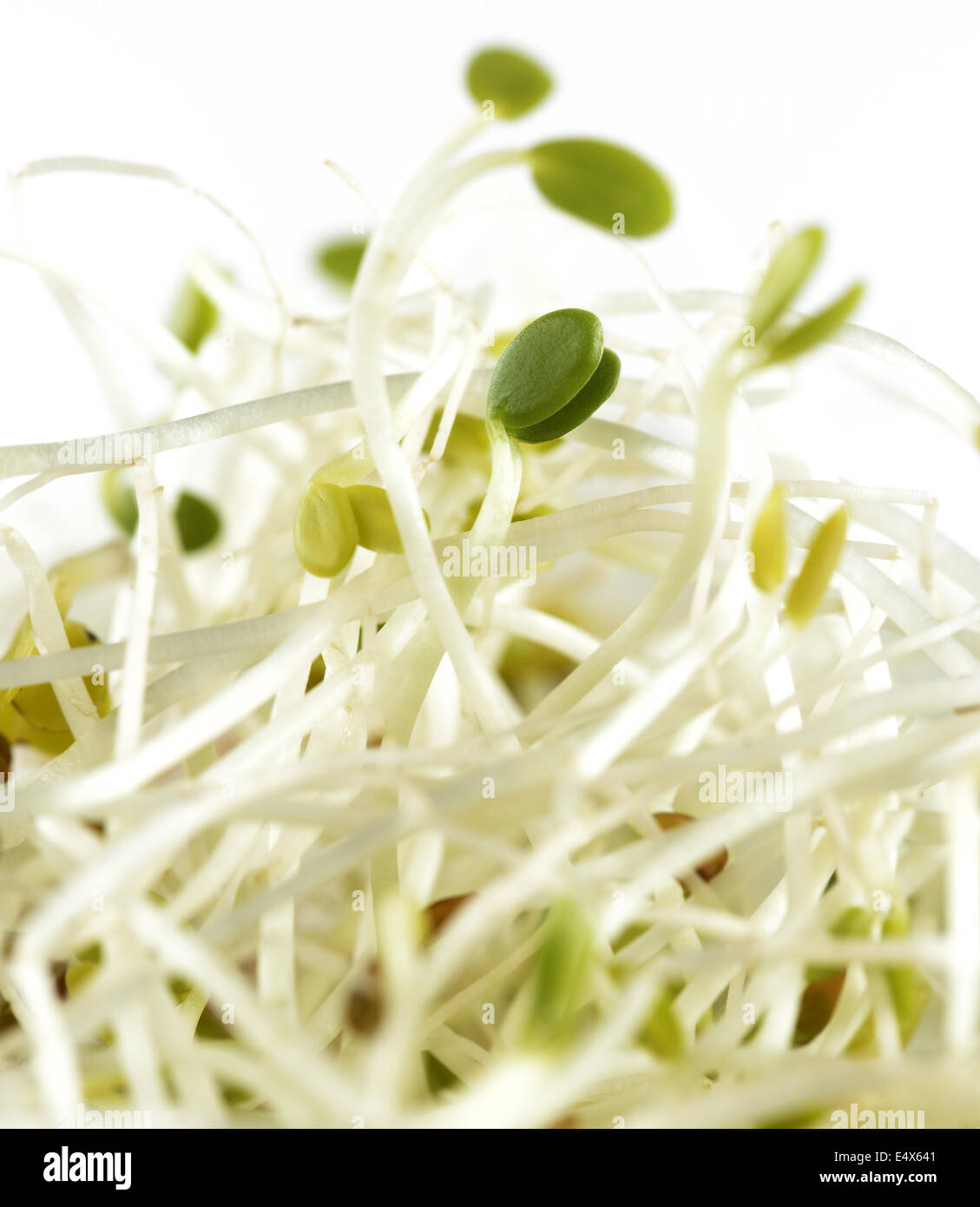 Alfalfa plant hi-res stock photography and images - Alamy