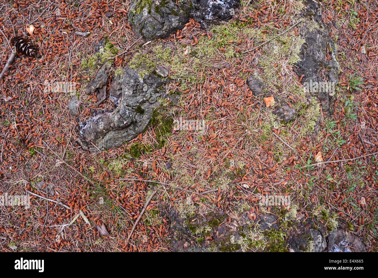 Woodland floor in the New Forest with tree roots, pine needles, pollen ...