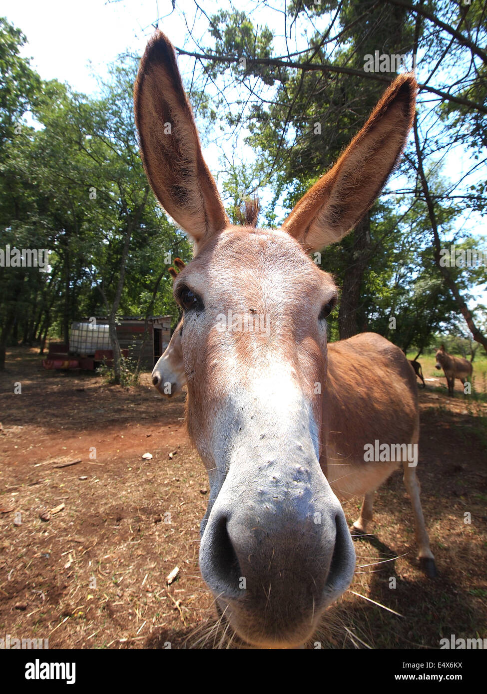 cute and funny donkey on the farm Stock Photo - Alamy