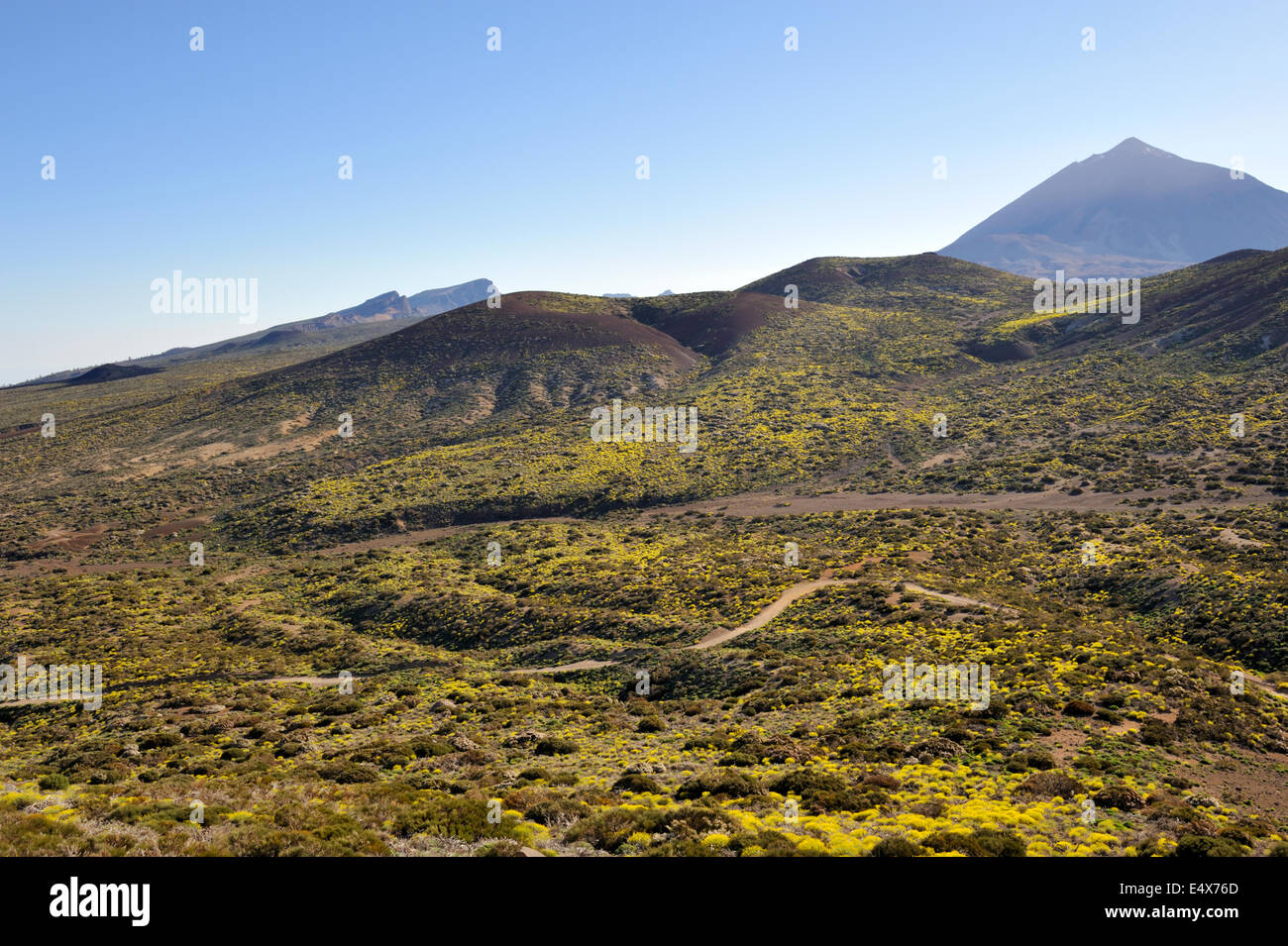 Teide tenerife flowers hi-res stock photography and images - Alamy