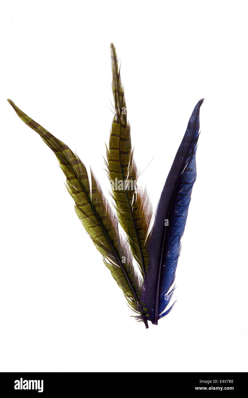 The three feathers Cut Out Stock Images & Pictures - Alamy