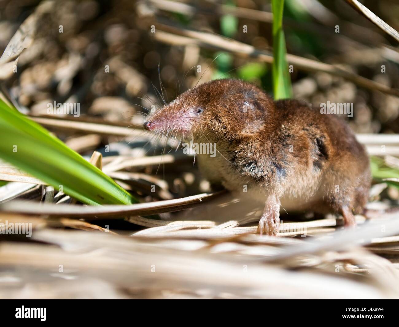 Common shrew portrait hi-res stock photography and images - Alamy