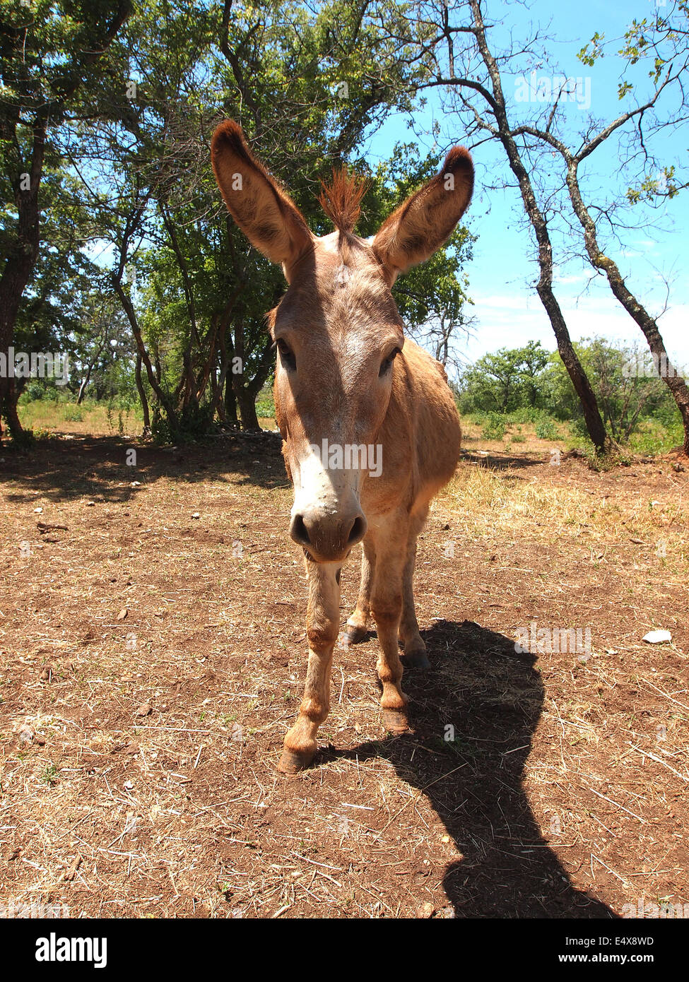 cute and funny donkey on the farm Stock Photo - Alamy