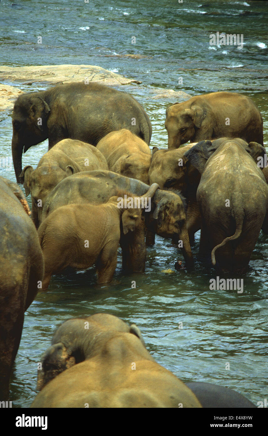 Swim with elephants hi-res stock photography and images - Alamy