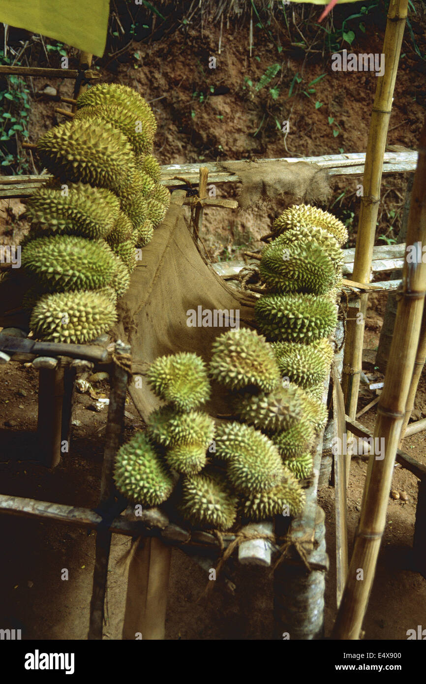 Small durian hi-res stock photography and images - Alamy